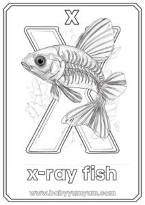 X – X-ray Fish - BabyYumYum